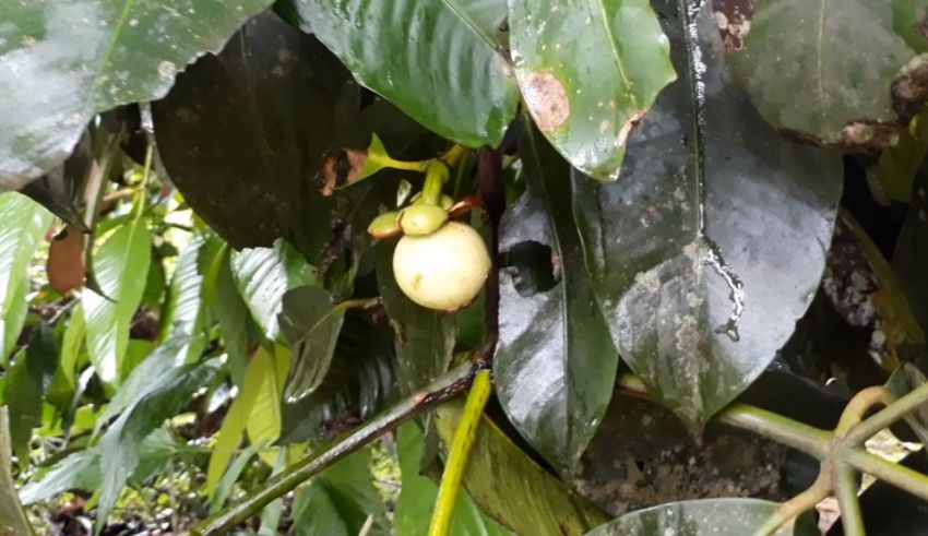 Wabah Virus Corona, Harga Manggis Cilacap Ambyar